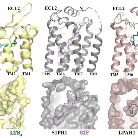 Comparison Of The Ligand Binding Pockets In Gpr84 And Four Other Lipid