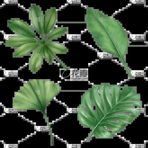 绿色清新的工笔画叶子元素素材 花瓣网