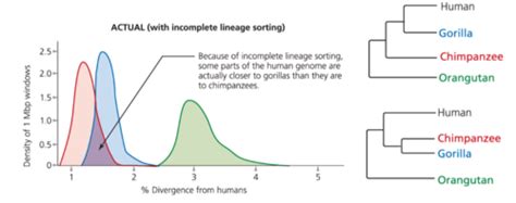 Lecture Molecular Phylogenetics II Flashcards Quizlet
