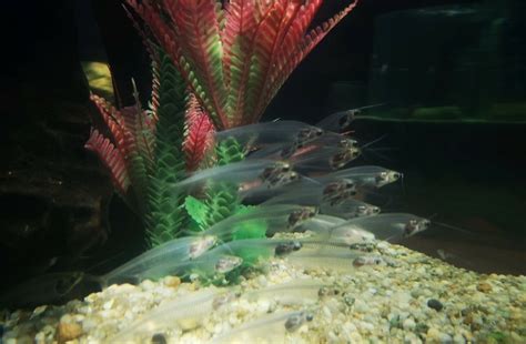 2022普吉水族馆游玩攻略 一些常规的动物最吸引我 去哪儿攻略