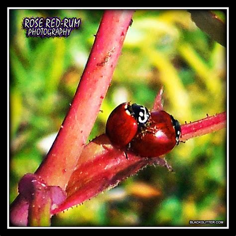 Ladybug Sex [2015 04 26] A Photo On Flickriver
