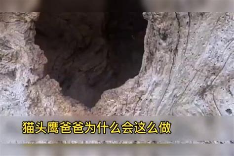 猫头鹰实在太残忍了竟然把自己的孩子给叼走了 实在太 孩子 猫头鹰