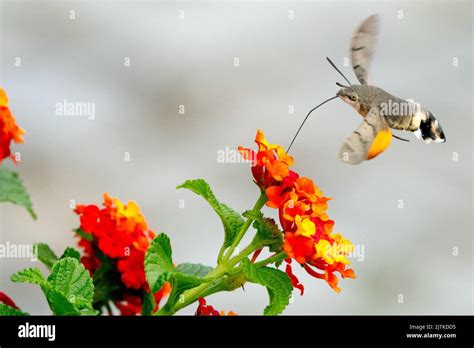 Hummingbird Hawk Moth Tongue Insect That Mimics A Bird Telangana Today