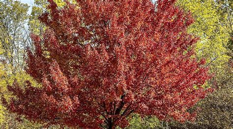 4 Beautiful Fall Foliage Trees Best Trees For Fall Color