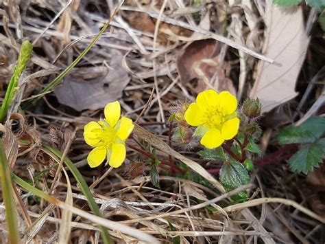 Woonjong 꽃 이야기 봄을 닮은 노란 웃음 양지꽃 이야기 3월 21일 둘이서 하나가 되는 날 공식적인 부부의 날은 5월 21일이지만 한국의 탄생화