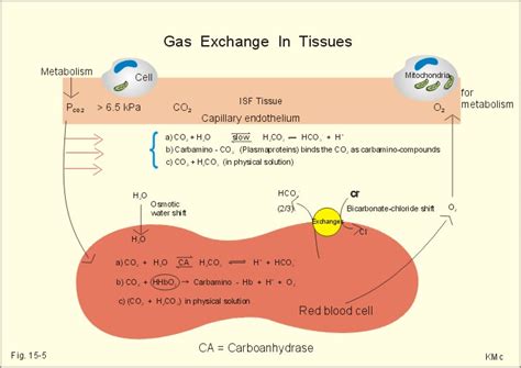 Dissolved Oxygen In Blood Equation Tessshebaylo