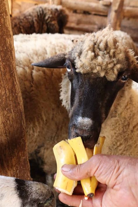 Can Sheep Eat Fruit Is It Safe