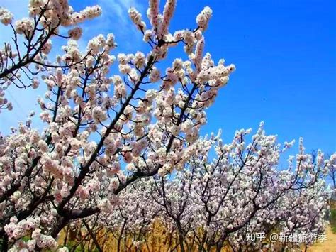 杏雨梨云季：春日新疆看花之一（吐鲁番杏花） 知乎