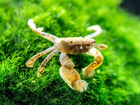Pom Pom Crab Ptychognathus Barbatus Aquatic Arts
