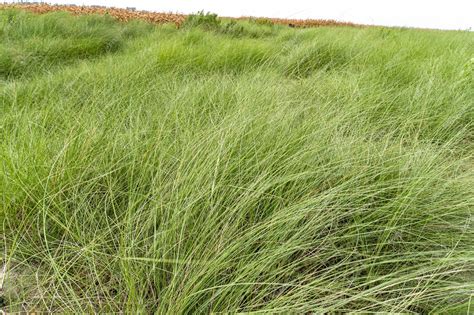 Premium Photo A Beautiful Green Kans Grass Kash Phool In Bengali Language Field In Kurigram