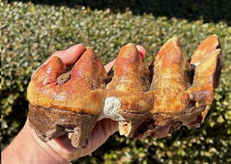 Gorgeous Fossil Mastodon Tooth Florida Pleistocene Mammal Museum