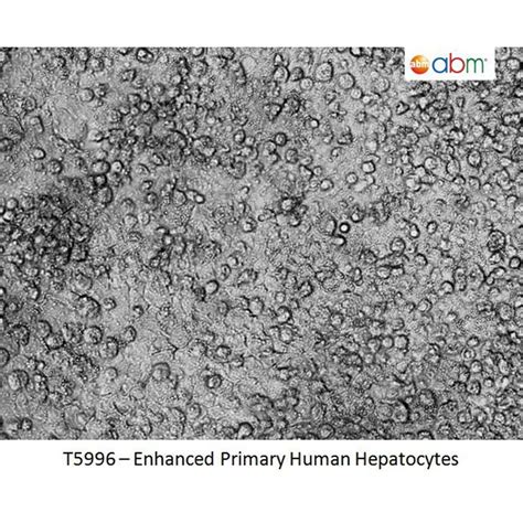 Get T5996 Enhanced Primary Human Hepatocytes 5 Million