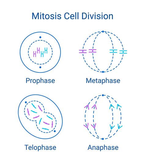 Ilustración De La División Celular Mitótica De La Profase La Metafase La Telofase Y La Anafase