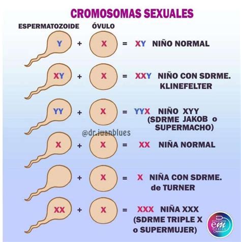 Cromosomas Sexuales Yudocorg Udocz