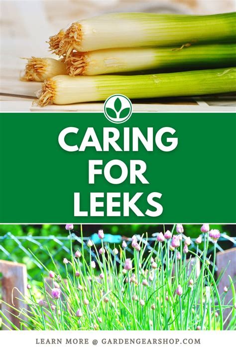 Caring For Leeks Growing Leeks Leeks Leek Plant