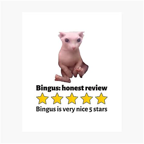 Bingus Sphynx Hairless Cat Meme Rating Photographic Print For Sale By