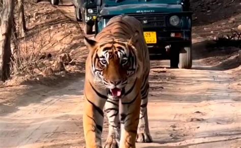 A Third Of Ranthambores 75 Tigers Missing Officials