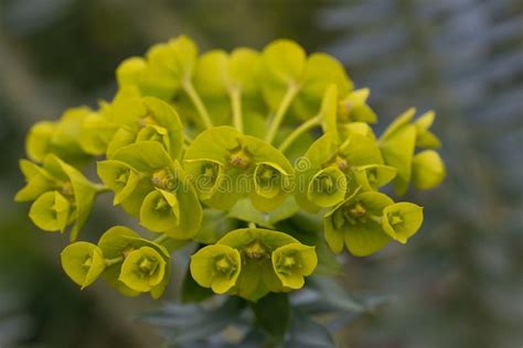 Gopher Spurge Euphorbia Rigida Close Up Of Greenish Yellow Flowers
