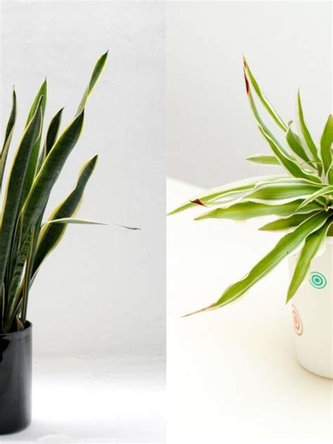 Major Differences Between Snake Plant Vs Spider Plant Gardening Dream