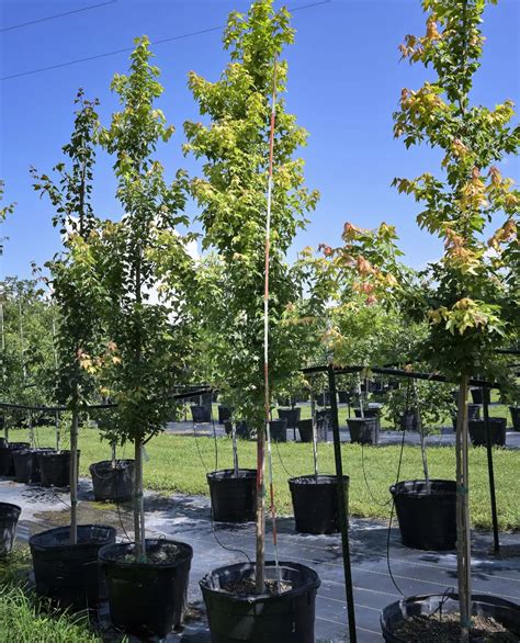 Trident Maple Austin Tx Permavista Trees