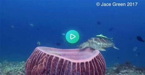 A Sea Turtle Swimming Up To Take A Nap In A Giant Barrel Sponge 