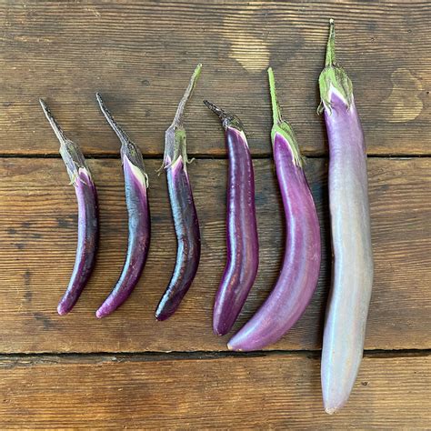 Eggplant Ping Tung Long The Diggers Club