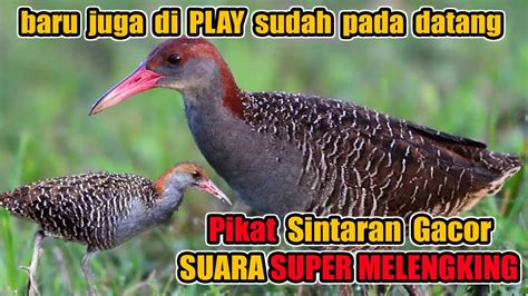 SUARA PIKAT BURUNG SINTAR TERBARU YouTube