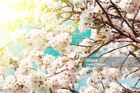 벚꽃에서 프레임은 태양 조명으로 만개합니다 봄 배경입니다 공간을 복사합니다 소프트 포커스 0명에 대한 스톡 사진 및 기타 이미지