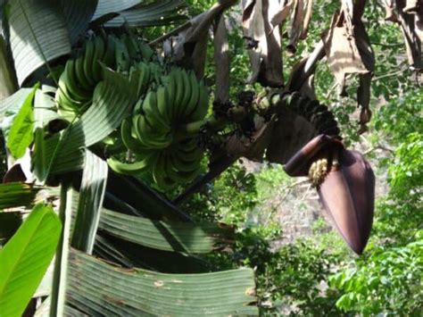How Do Banana Trees Grow 🍌 🌱 The Journey From Sprout To Fruit Cluster