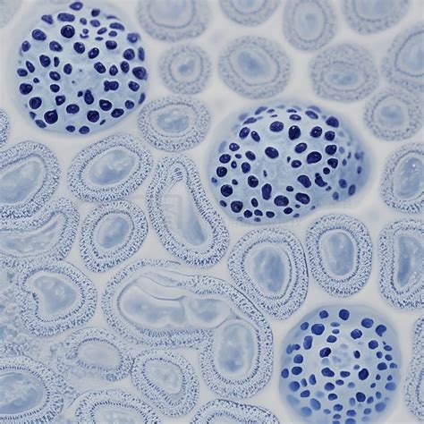 肾脏ai数字艺术 肾脏简约科学风蓝色白色细胞结构生物医学插画 Ai图片免费下载png格式4096像素编号72040136 千图网