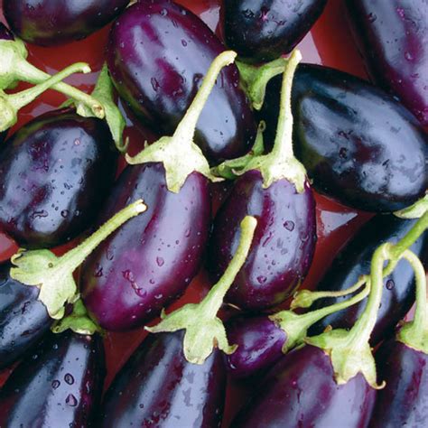 Courgette Ambassador F1 Seeds Motosoko Marketplace