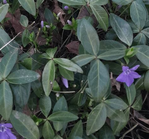 Creeping Myrtle Vinca Minor Periwinkle 24 48 72 Live Bare Root
