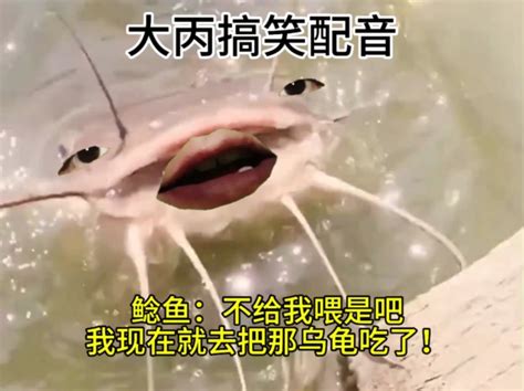 鲶鱼：不给我喂是吧，我现在就去把那乌龟吃了！ 大丙搞笑配音 大丙搞笑配音 哔哩哔哩视频