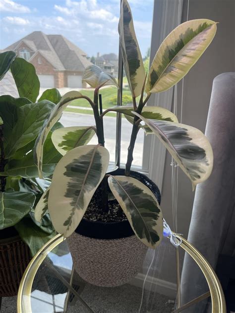 I Rescued These Sad Ficus Tinekes From Target And Need Suggestions To
