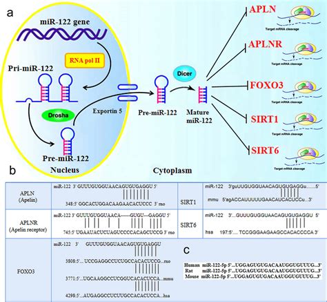 Schematic Diagram Of The Activities And Target Genes Of Mir 122 And