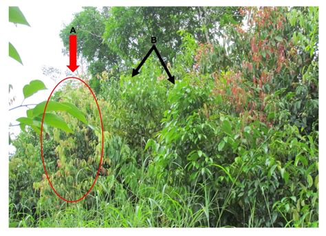 Phytophthora Cinnamomi Oomycete Isolated From Root Rot Of Cinnamomun