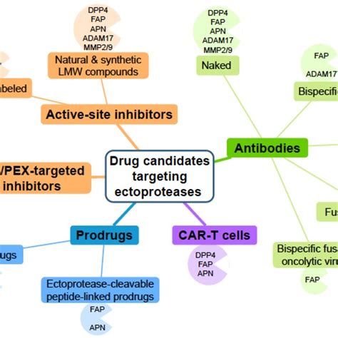 Schematic Diagram Summarizing The Panel Of Drug Candidates Targeting