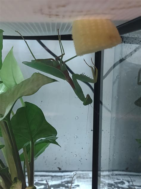 Rhombodera Megaera First Giant Shield Mantis Terminal Moult R Mantids