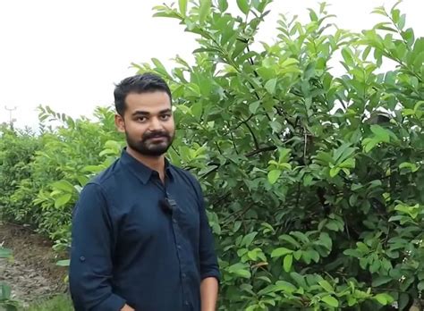 Chhattisgarhs Mba Farmer Earns Rs6 Lakh Per Acre Through Guava Farming