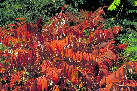Invasive Sumac How To Get Rid Of It And Why Insights