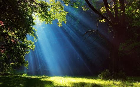 Papel de parede luz solar Árvores panorama floresta cascata