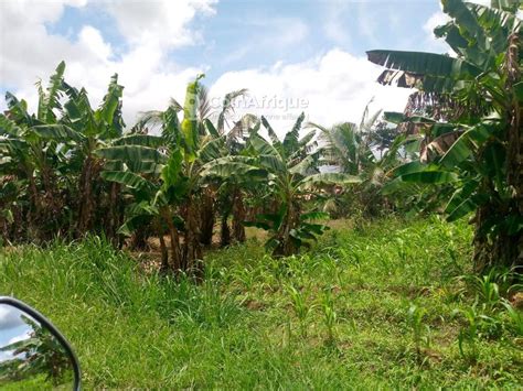 Terrains Terrain Kpele Kpekpeta Au Togo CoinAfrique Togo