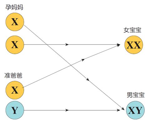 生男生女的秘密手机新浪网