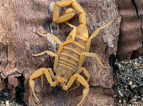 Tucson Az Pest Control Services We Exterminate Pest Problems