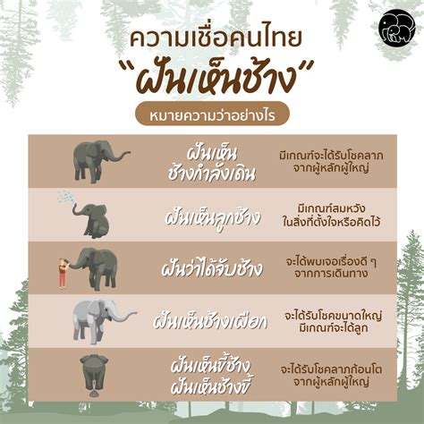 ฝันเห็นช้าง โบราณว่าจะมีเรื่องดี ๆ เข้ามานะคะ ฝันเห็นช้างแบบนี้ The Care Project Foundation