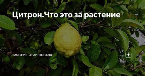 Цитрон.Что это за растение | Растения - это интересно | Дзен