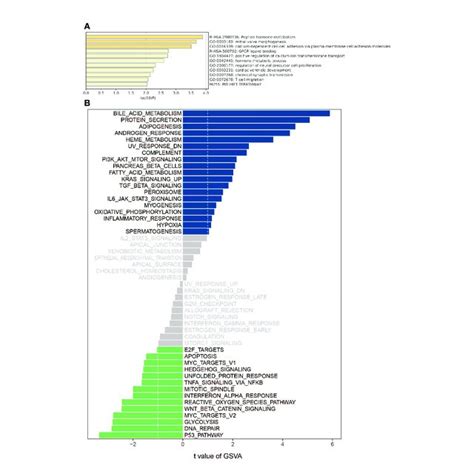 Gene Ontology GO And Gene Set Variation Analysis GSVA A Using