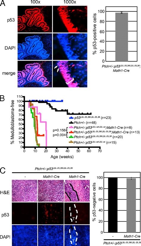 Full P53 Transcriptional Activation Potential Is Dispensable For Tumor