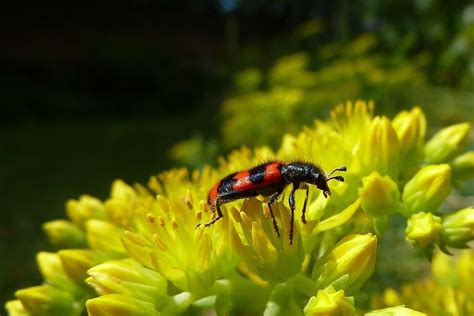 50 Free Striped Beetle And Beetle Images Pixabay