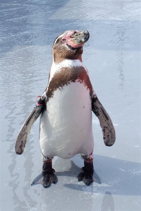 水族マンビーサポ On Twitter おはペン